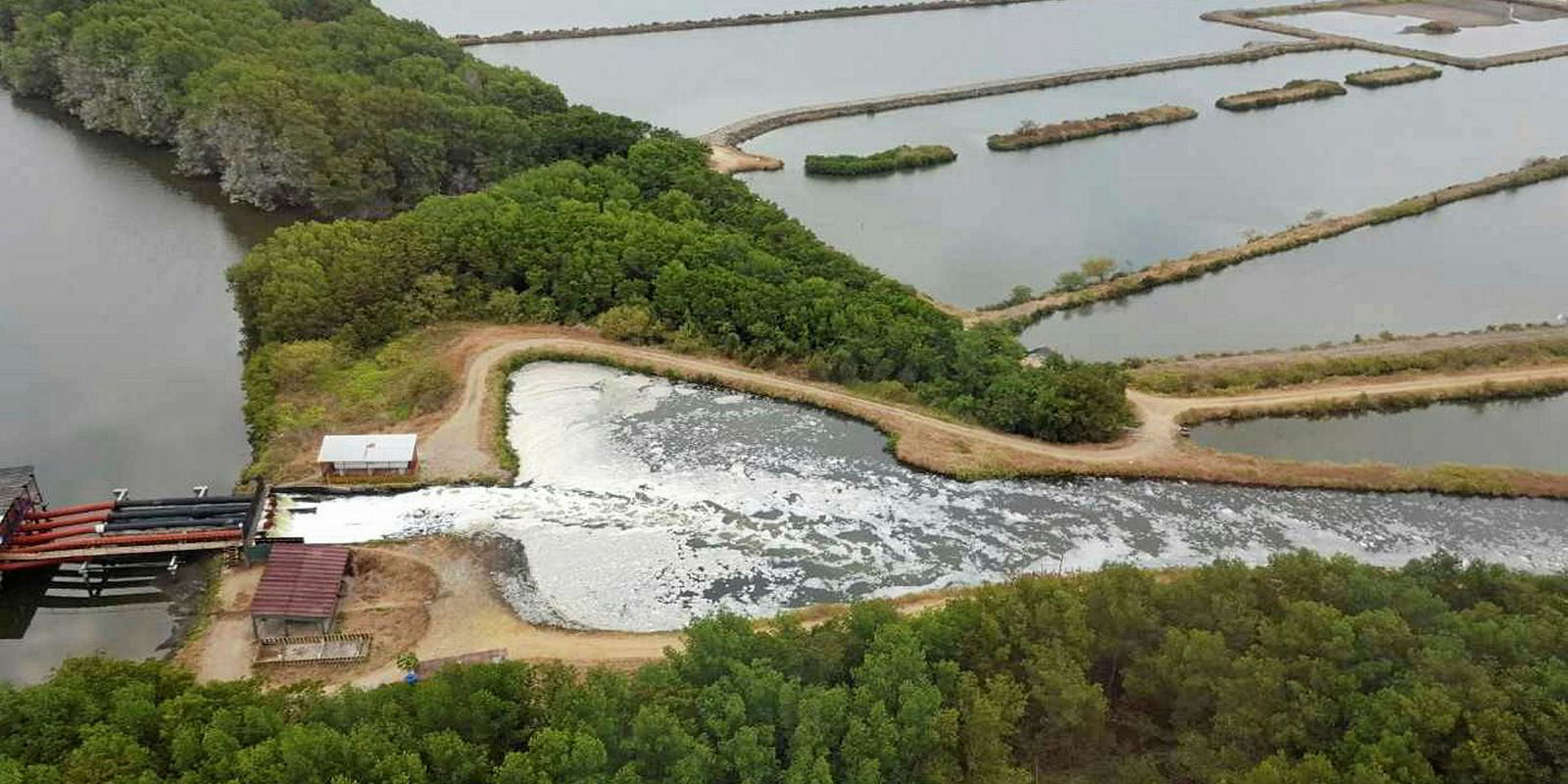 Ecuadorian shrimp farmer Songa targets antibiotic-free production ...