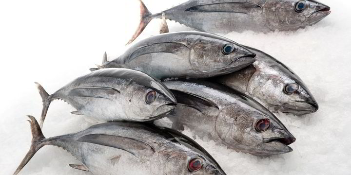 Albacore going under the microscope | IntraFish.com