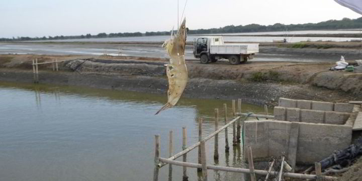 Ecuador’s SONGA earns four-star BAP | IntraFish.com