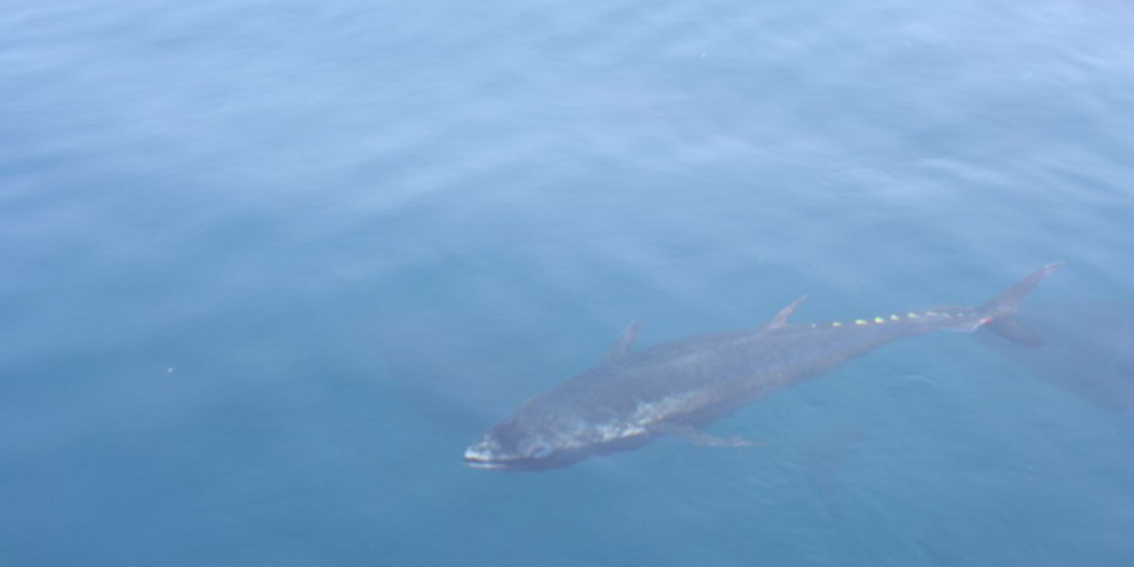 Maltese fish farmers seek site relocation | IntraFish.com