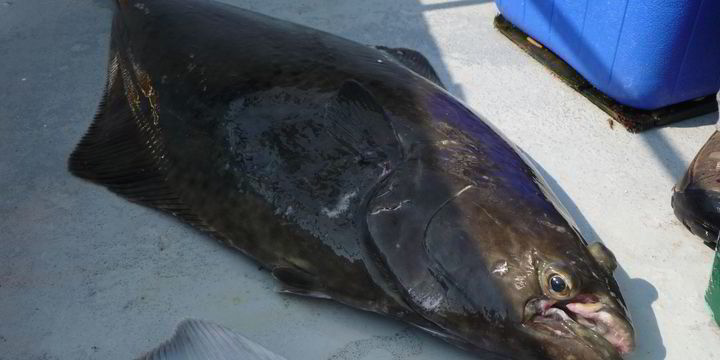 FDA's seafood fraud project recognized as 'state-of-the-art ...