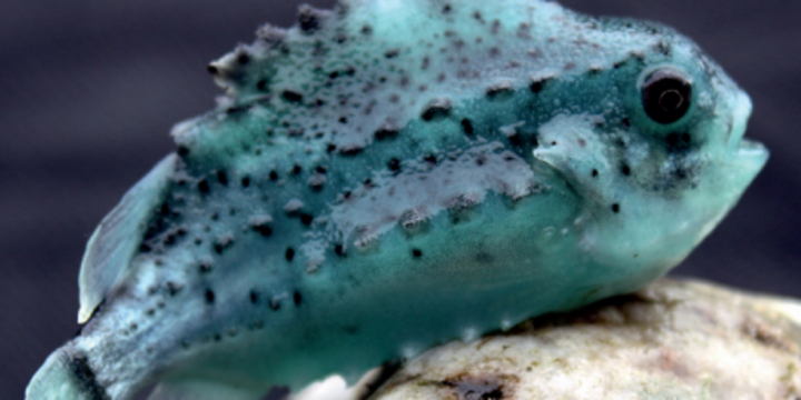 Irish firm develops lumpfish-focused feed | IntraFish.com