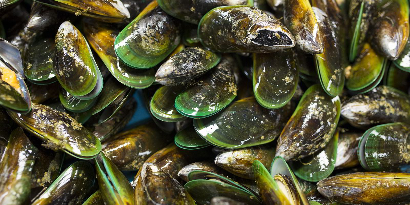 Sanford to close greenshell mussel processing factory | IntraFish.com