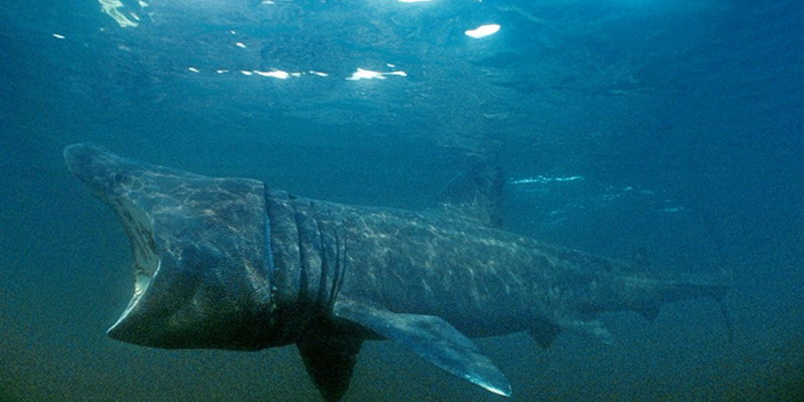 Fikk brugde i garnet: – Det var den største megga jeg har sett ...