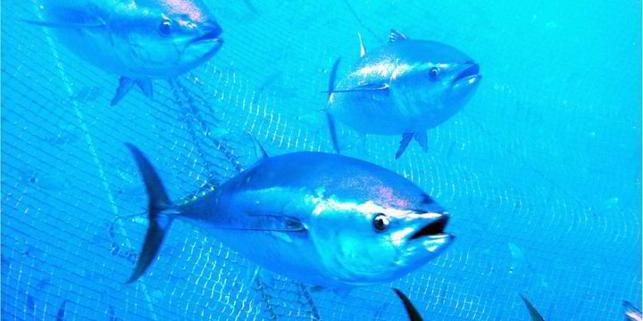 Mozambique's Ematum to accept bond buyback proposal | IntraFish.com