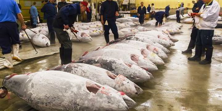 The 10 most important fish markets in the world | IntraFish.com