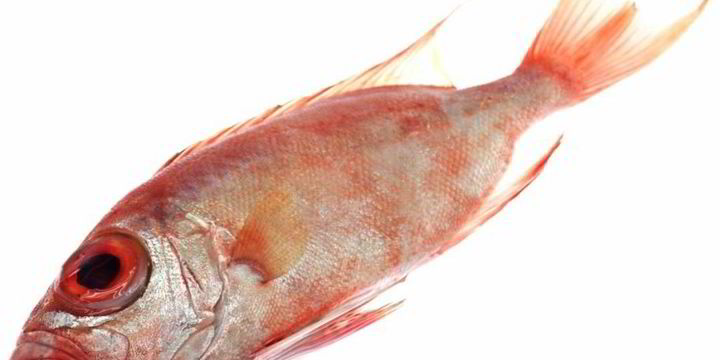 Raising red drum in Europe | IntraFish.com