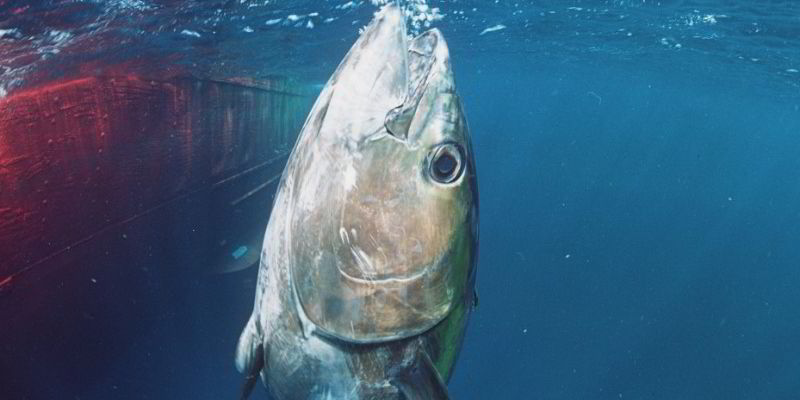 SFP issues guidance on reducing bycatch in tuna longline fisheries ...