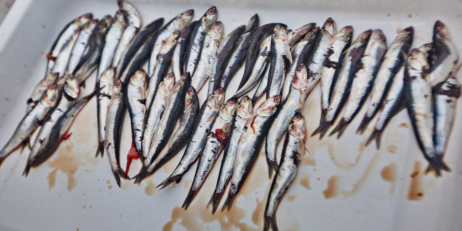 Oceana calls for early closure of Peru's anchovy season | IntraFish.com