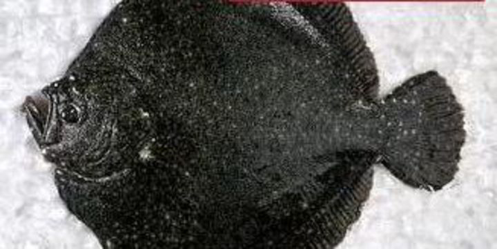 Pescanova opens giant turbot farm | IntraFish.com