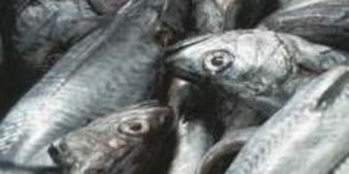 New Zealand says hoki stock improving | IntraFish.com