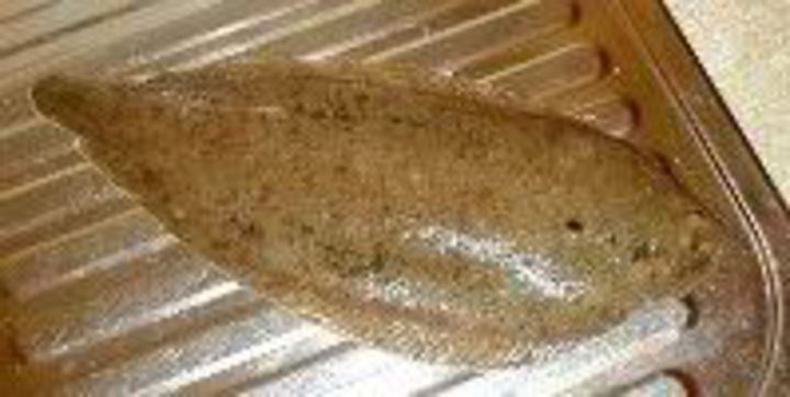 Dutch sole farm sells first fish | IntraFish.com