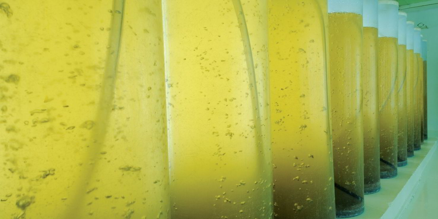 ADM debuts new algae as fish oil alternative | IntraFish.com