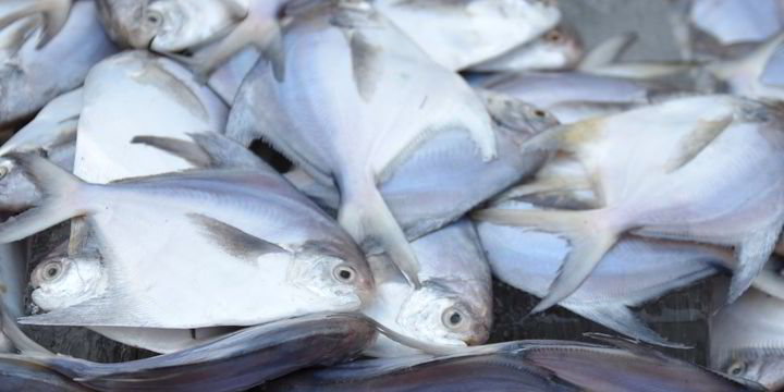 Why pomfret has a future in aquaculture | IntraFish.com