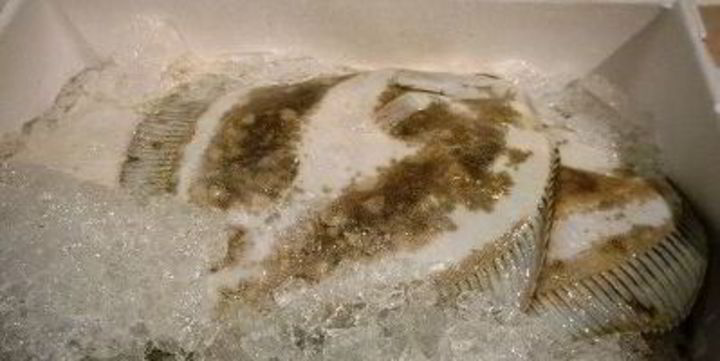 Flatfish firm unveils £2 million Grimsby facility | IntraFish.com