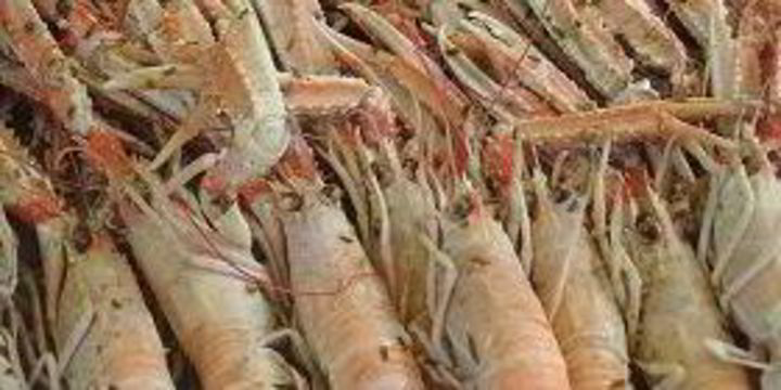 Seafish: Scottish langoustine industry faces tough management choices ...