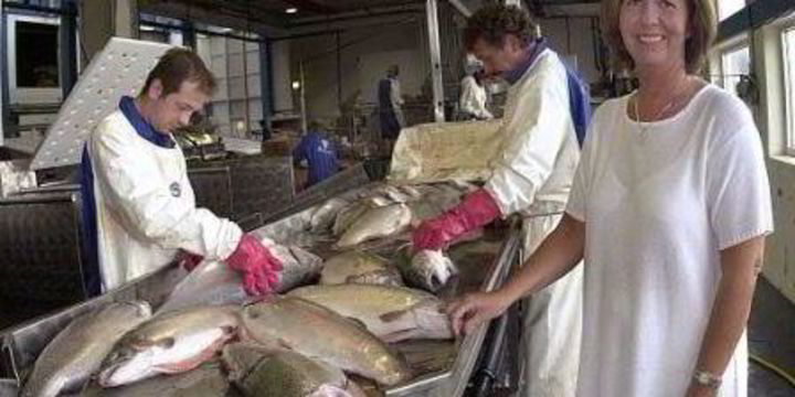 Japanese giant partners with Hofseth to buy Fjordlaks Aqua | IntraFish.com