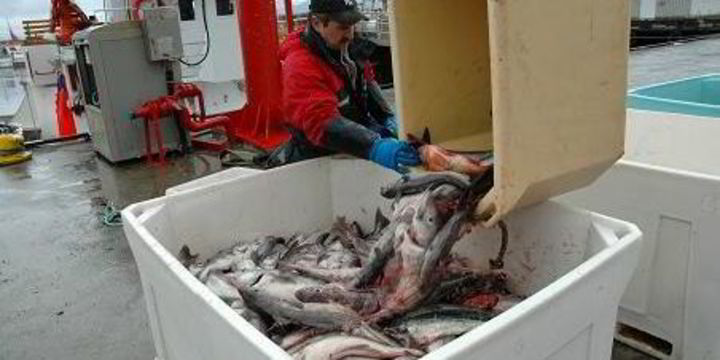 Haddock prices squeeze U.K. processors | IntraFish.com