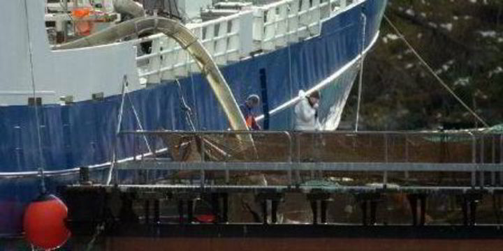 Ny verdensrekord i VHS-virus | IntraFish.no