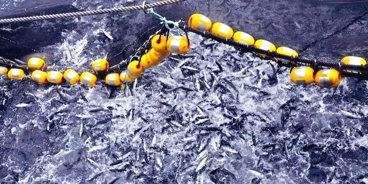 Mackerel stalemate: Scottish anger, Norway hope | IntraFish.com