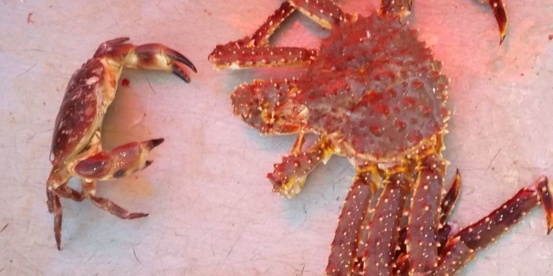 Taskekrabbe og kongekrabbe i samme garn | Fiskeribladet