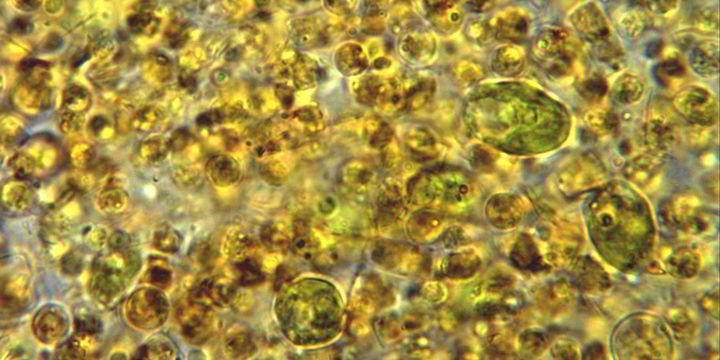 ALGAE WEEK BROUGHT TO YOU BY REED MARICULTURE: Shellfish growers face ...