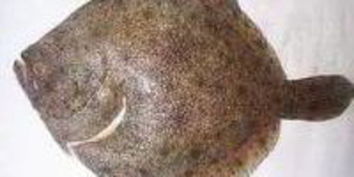 Pescanova to build world's largest turbot farm | IntraFish.com