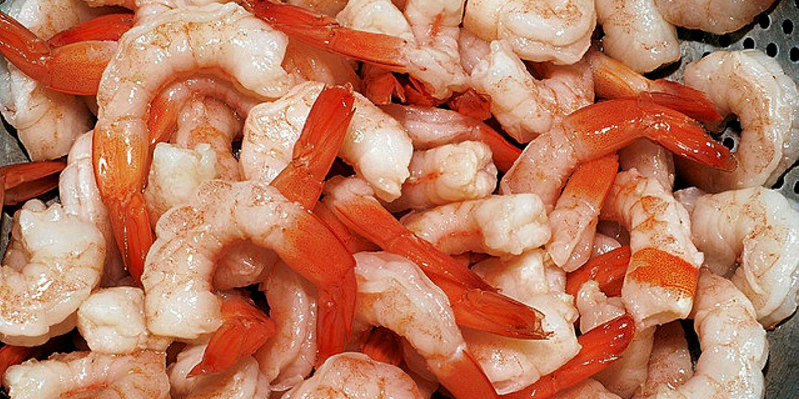 Indian researchers develop new DNA test to crack down on shrimp fraud ...