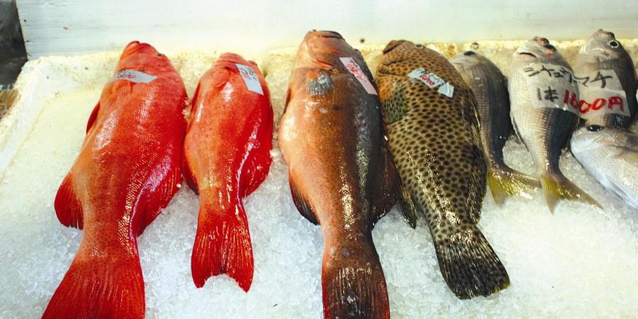 Tokashiki Island – a haven in rich fishing grounds | IntraFish.com