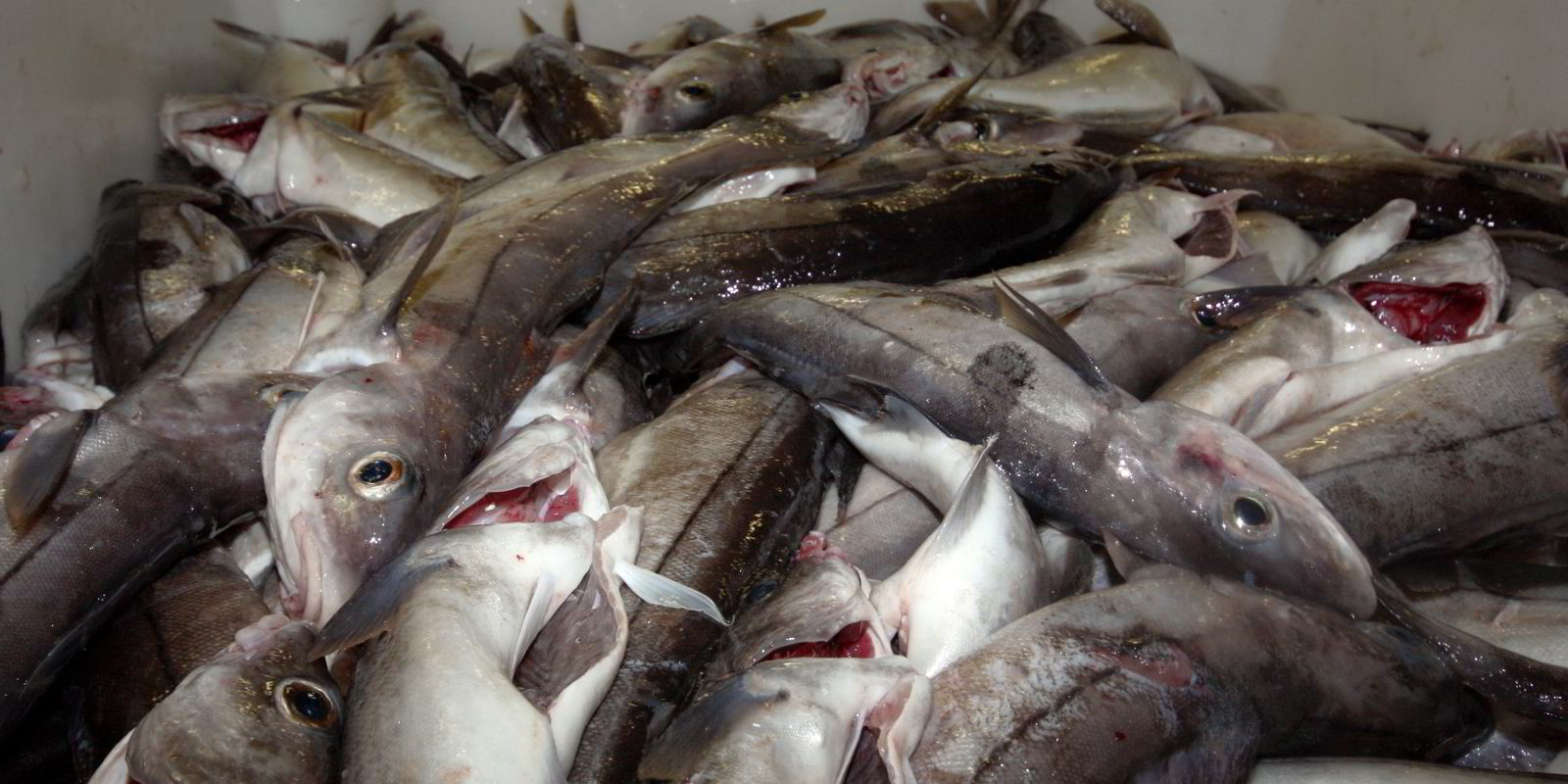 Direct Seafoods: We're selling sustainable North Sea haddock ...