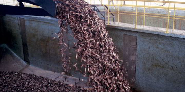 Peruvian anchovy research expedition to involve 30 vessels | IntraFish.com