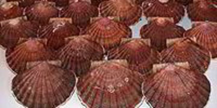 Breakthrough for Norwegian scallop farming | IntraFish.com