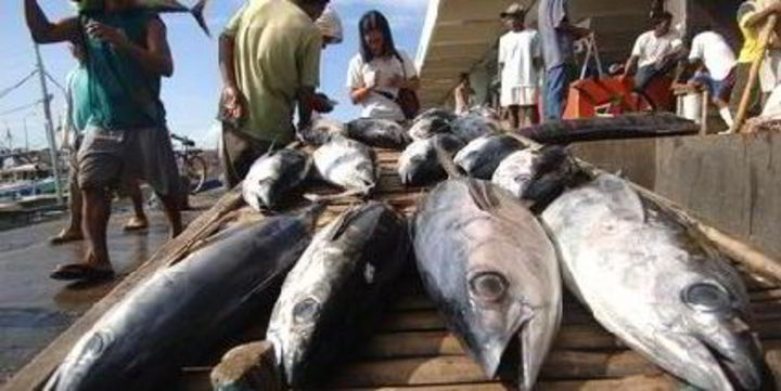 Thai Union: shrimp, tuna stabilizing | IntraFish.com