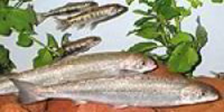 Fast-growing salmon pass FDA hurdle | IntraFish.com