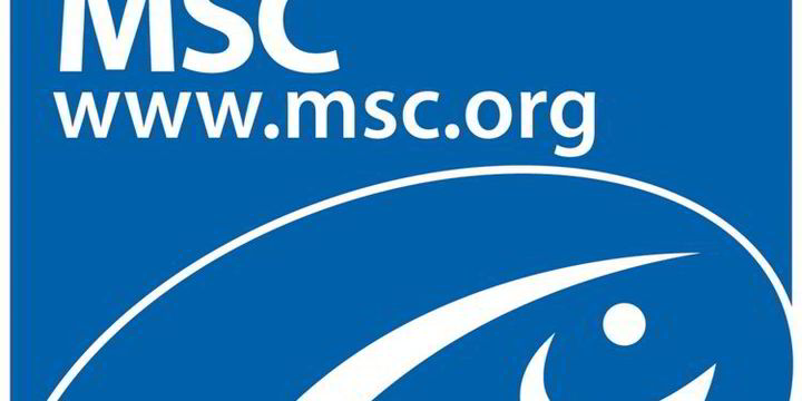 Group of Scottish processors achieve MSC seal of approval | IntraFish.com