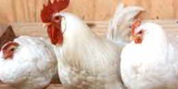 Guyana snubs soya cargo | TradeWinds