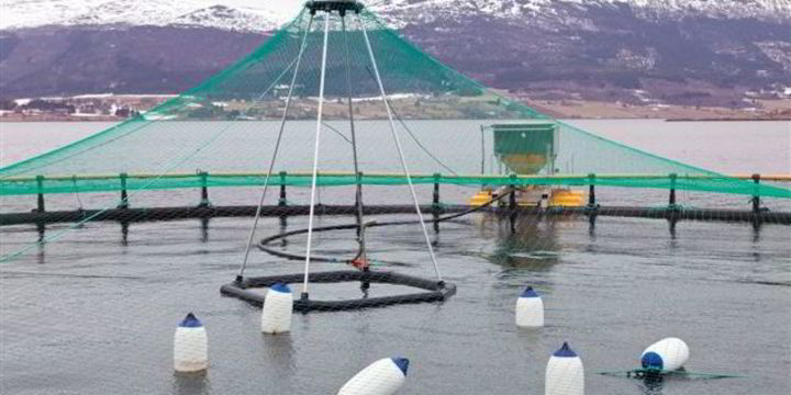 Norwegian farmed halibut making a splash at US retail chain | IntraFish.com