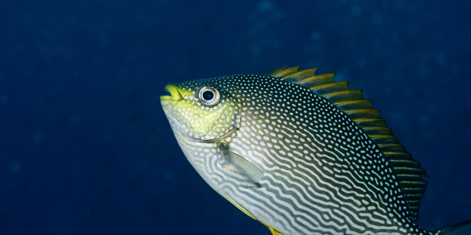 Aquaculture center opens in Micronesia | IntraFish.com