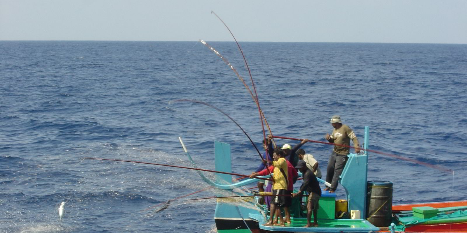 Updated: Maldives pole-and-line skipjack tuna achieves MSC ...