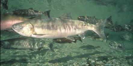 Photo gallery: MSC Russian salmon | IntraFish.com