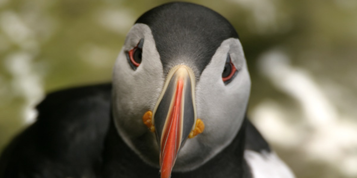 Front Puffin FPSO row continues | Upstream Online