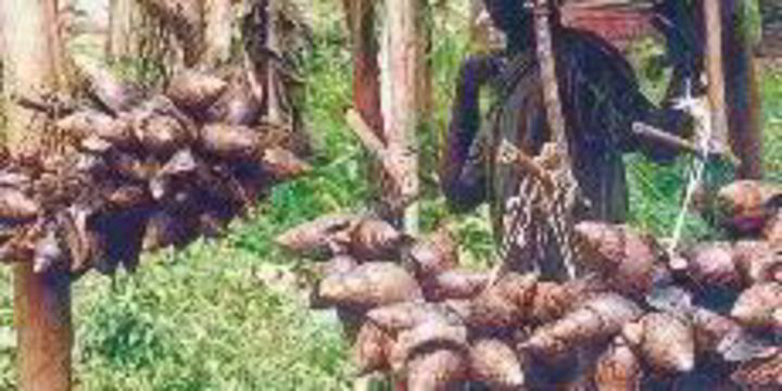 Malabo's oil scene characterised by much red tape and raw nerves ...