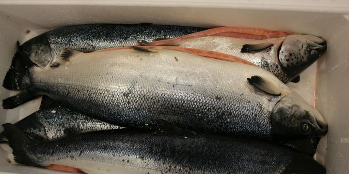 Økt eksport av laks | IntraFish.no