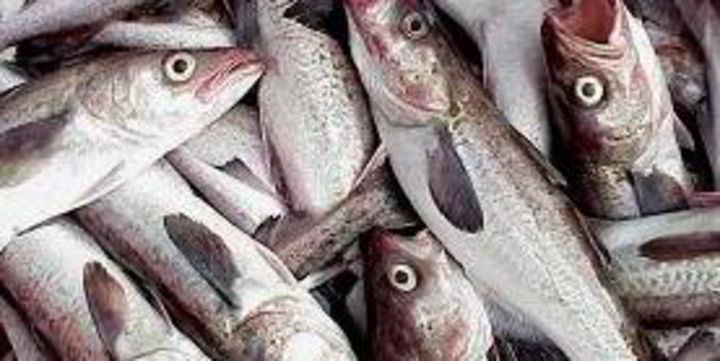 Russian Far East pollock MSC approval progresses | IntraFish.com