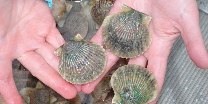 NOAA study fears warming waters may impact Atlantic scallop stock ...