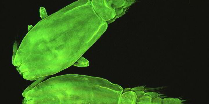 Norwegian Food Safety Authority ranks salmon companies’ sea lice levels ...
