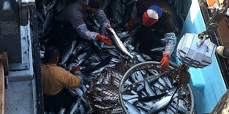 Icicle Seafoods sold to Indonesian group, Dominion Catchers | IntraFish.com