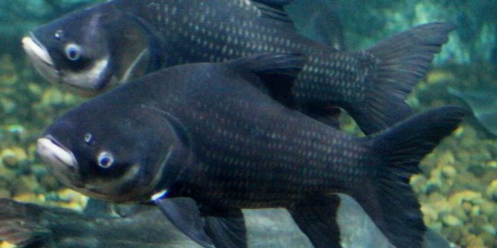 Vietnamese start farming rare freshwater fish | IntraFish.com