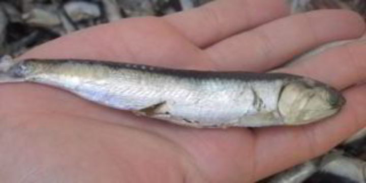 Peru sets TAC limit for anchovy in southern waters | IntraFish.com