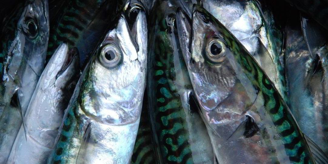 Makrellen gjør comeback i norsk sone | Fiskeribladet